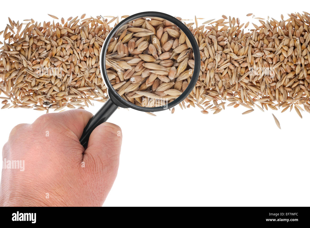 The hand holds a magnifying glass over the grain, isolated on white ...