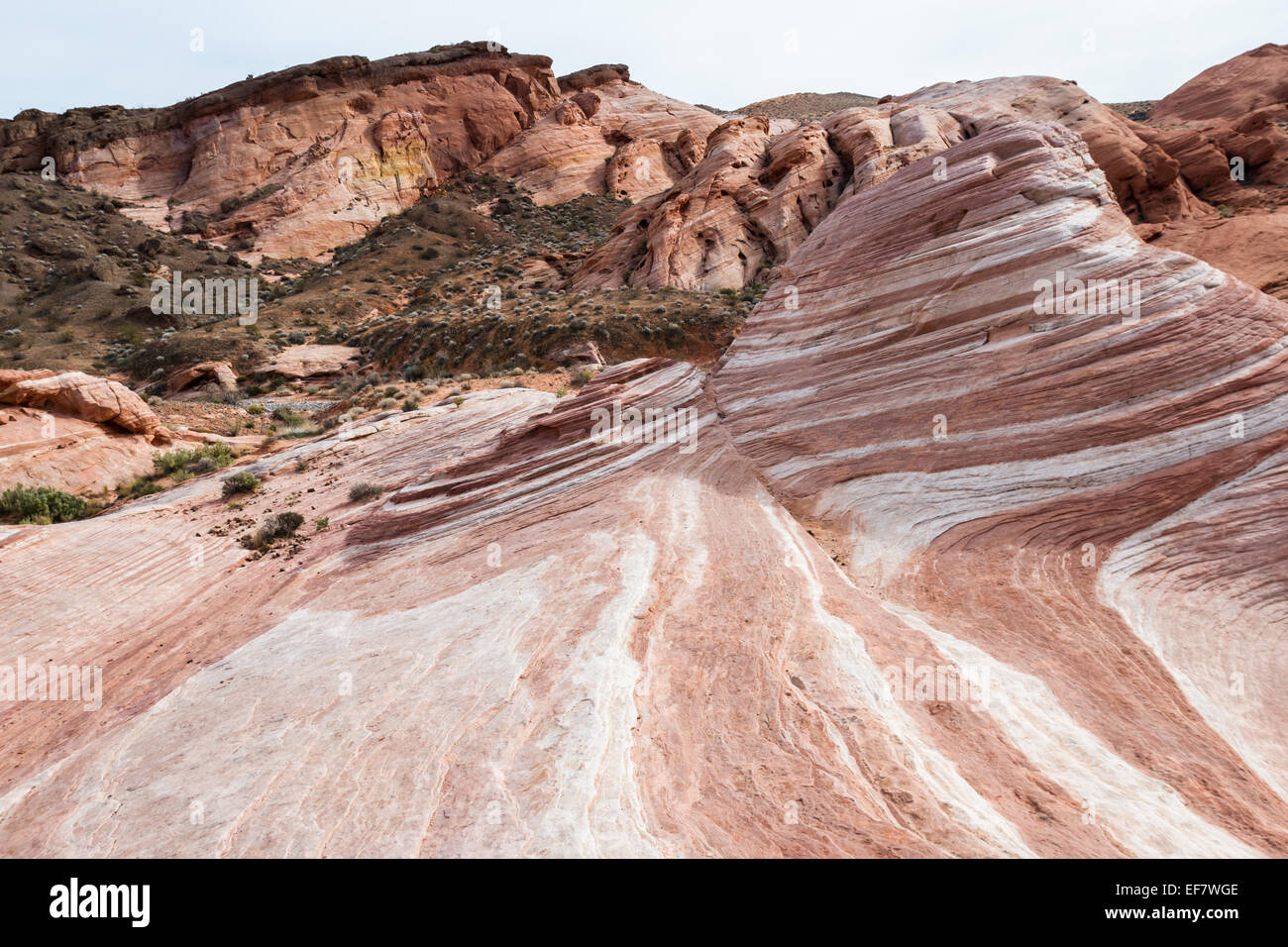 the wave feature, sandstone desert landscape in Valley of Fire State ...