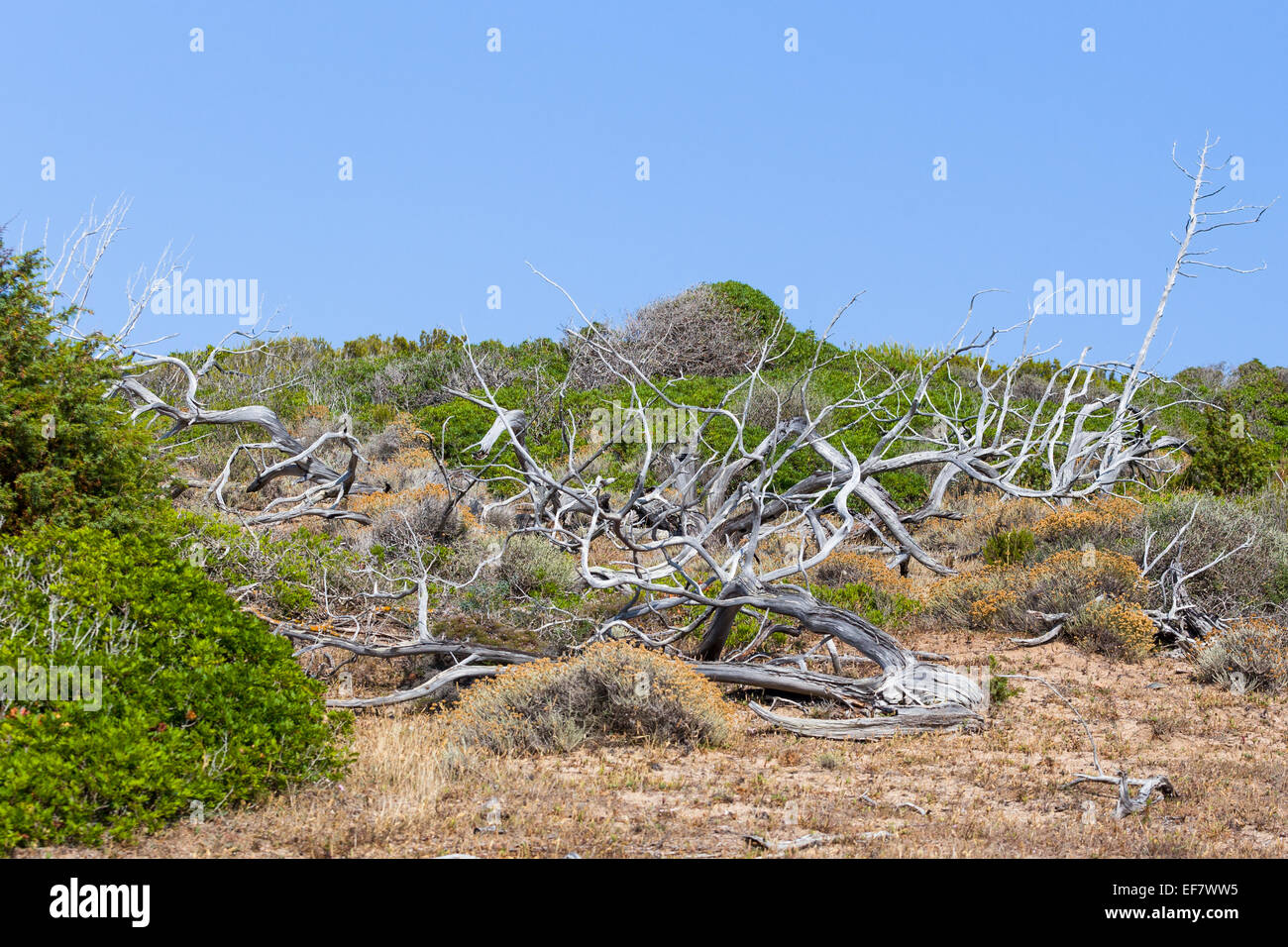 Landscape dry trees bush hi-res stock photography and images - Alamy