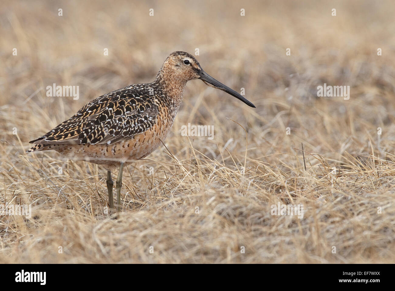 Long-billed Dowitcher - Limnodromus scolopaceus - breeding adult Stock ...