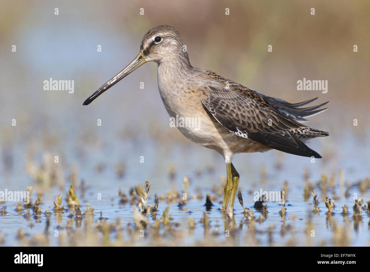 Long-billed Dowitcher - Limnodromus scolopaceus - Juvenile Stock Photo ...