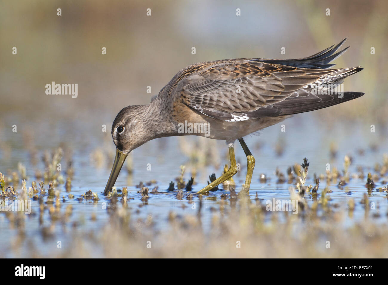 Long-billed Dowitcher - Limnodromus scolopaceus - Juvenile Stock Photo ...
