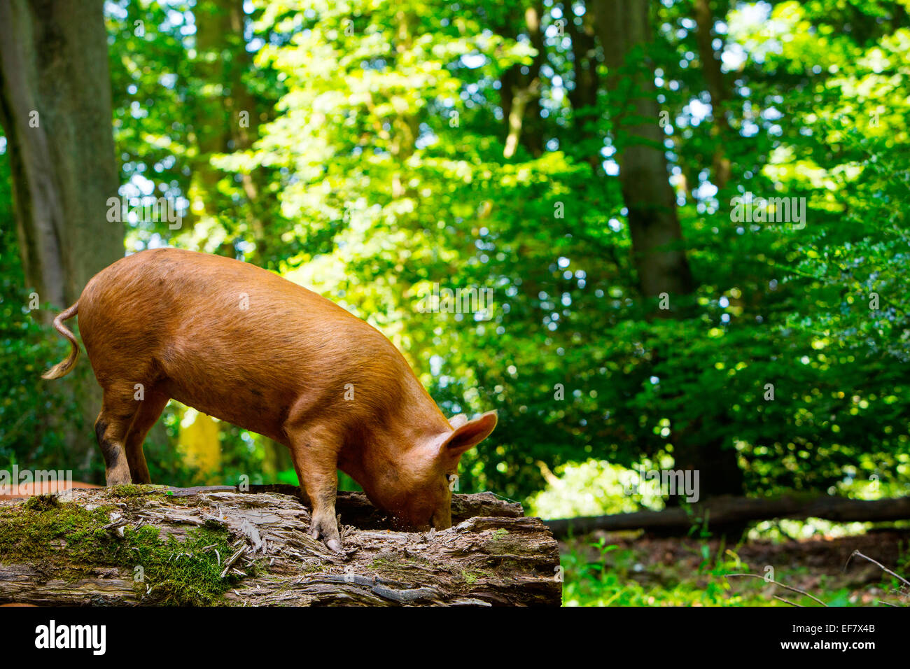 Free range juvenile tamworth pig rooting in forest tree trunk Stock ...