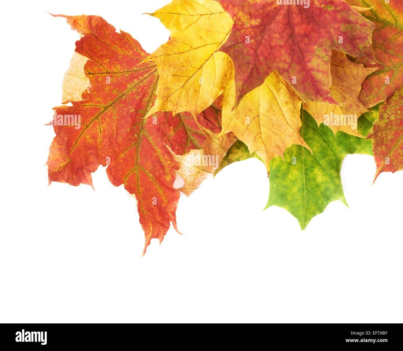 Few leaves on the tree hi-res stock photography and images - Alamy