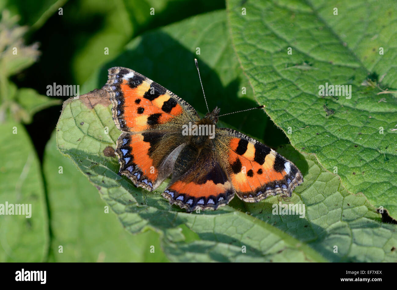 Tortoiseshell butterfly hi-res stock photography and images - Alamy