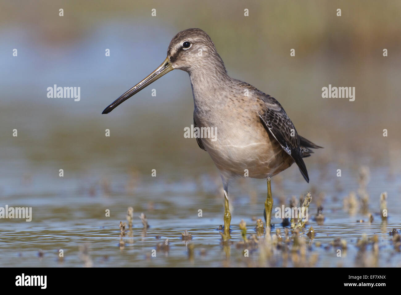 Stood wader wading waders young hi-res stock photography and images - Alamy