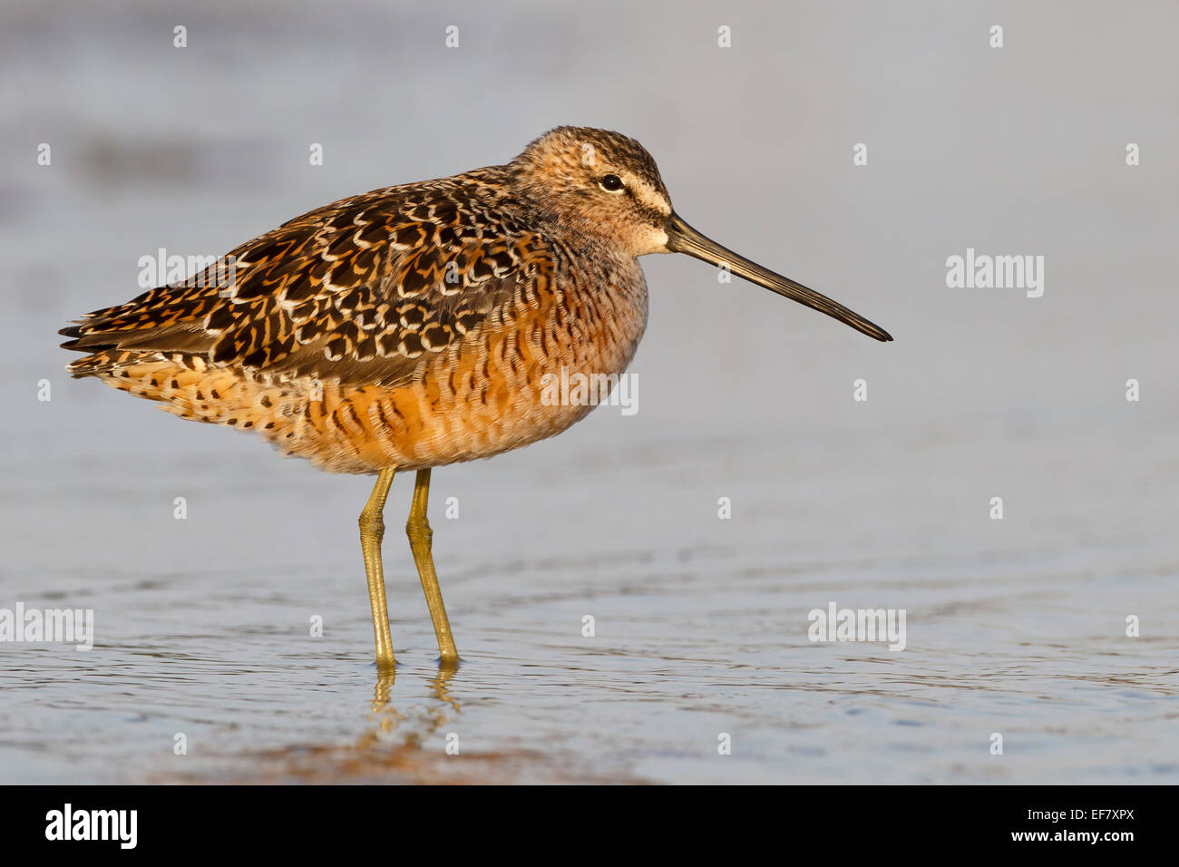 Long-billed Dowitcher - Limnodromus scolopaceus - breeding adult Stock Photo - Alamy