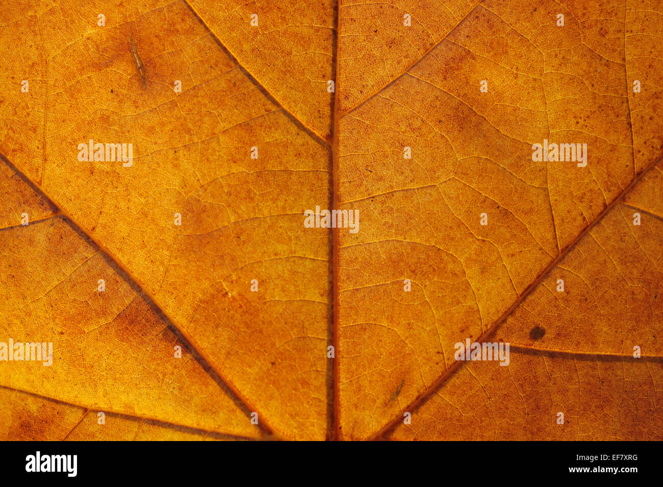 Maple leaf closeup Stock Photo - Alamy