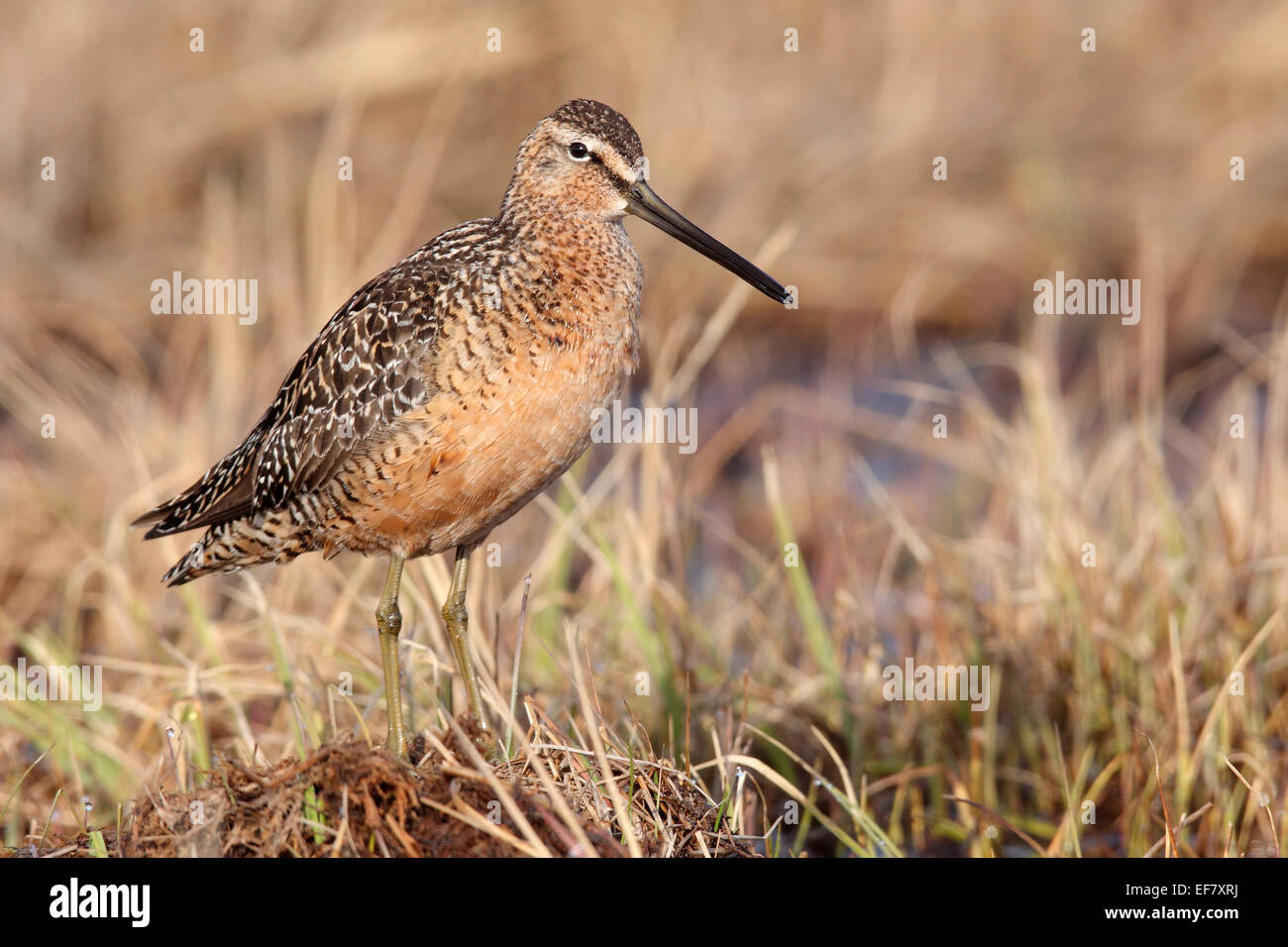 Long-billed Dowitcher - Limnodromus scolopaceus - breeding adult Stock ...