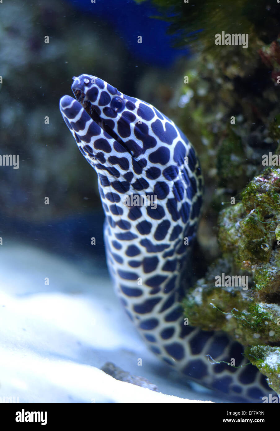 Spotted moray in coral reef close-up with mouse half-opened Stock Photo ...