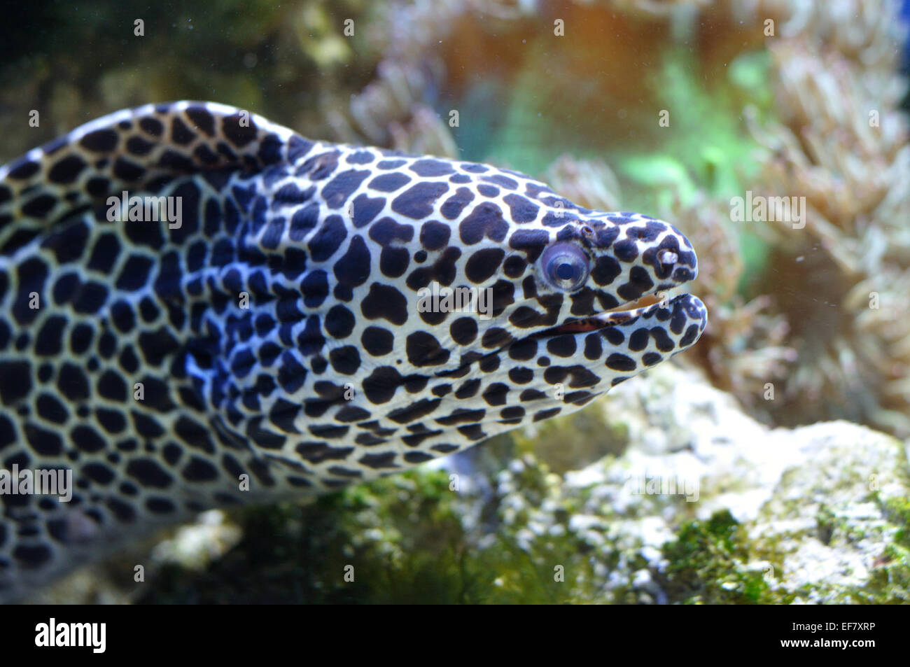 Spotted moray in coral reef close-up with mouse half-opened Stock Photo ...