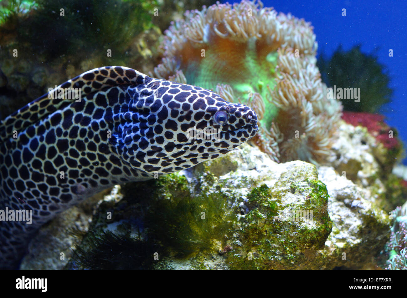Underwater world coral reef fish hi-res stock photography and images ...