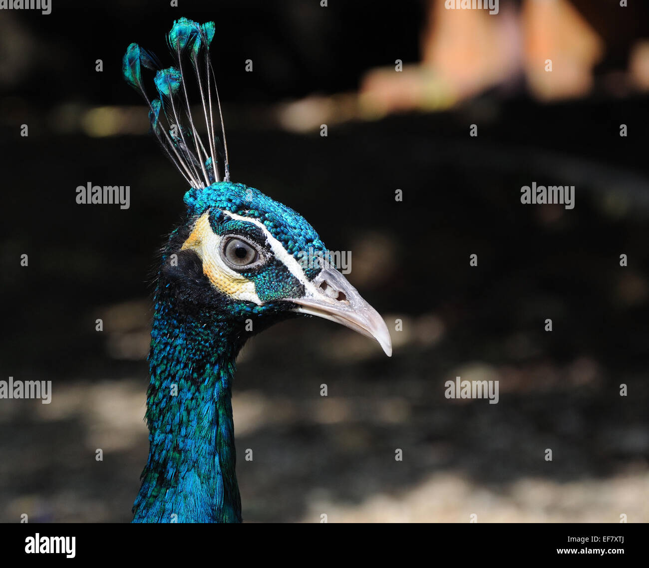Peacock head hi-res stock photography and images - Alamy