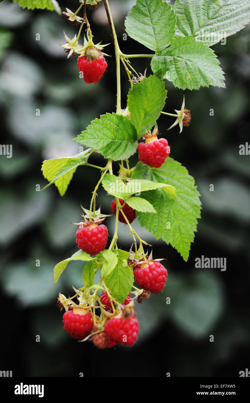 Twig of raspberry Stock Photo - Alamy