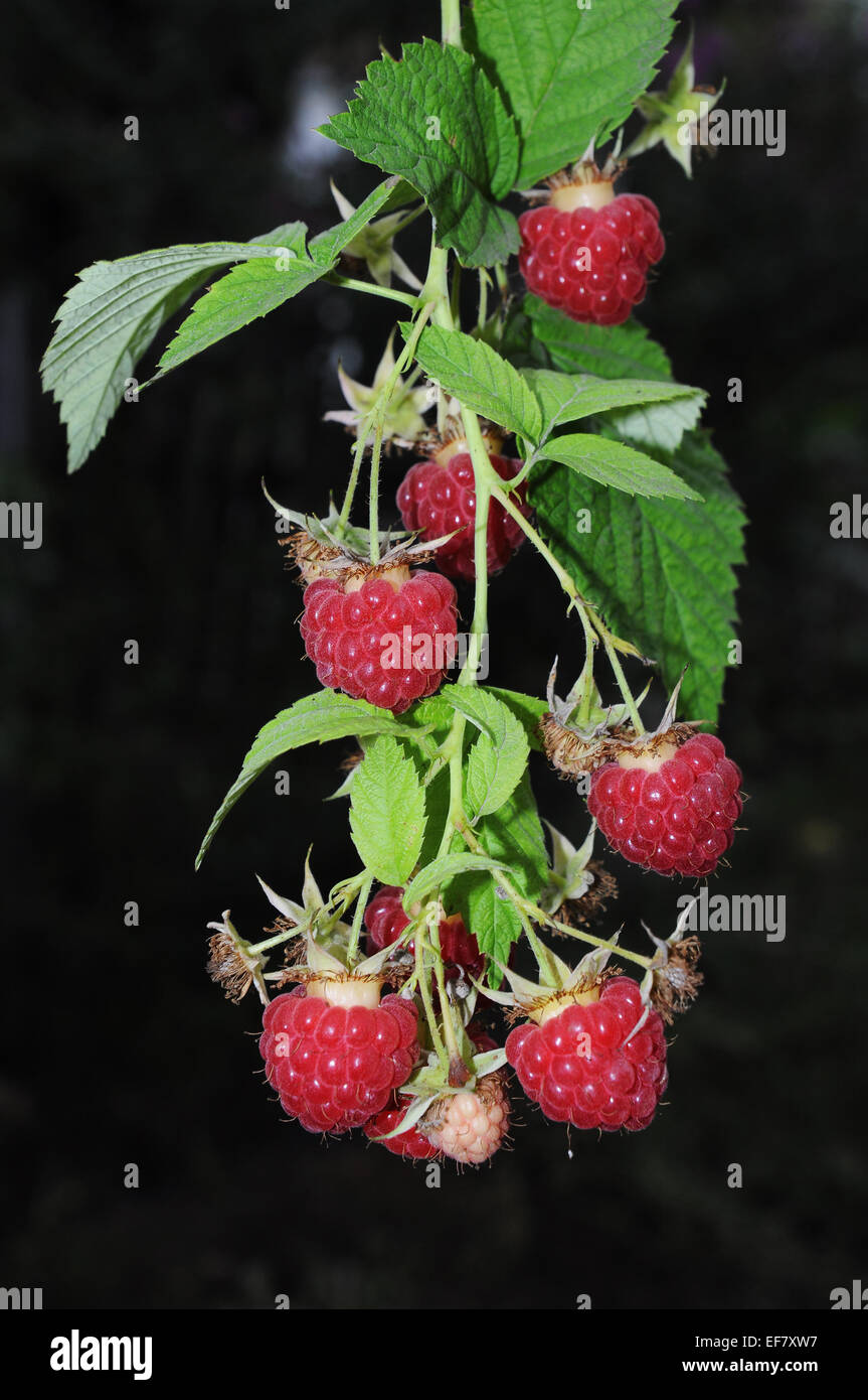 Twig of raspberry Stock Photo - Alamy