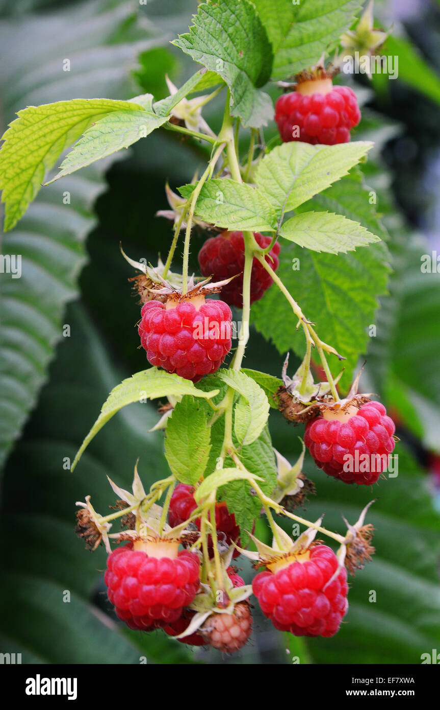 Twig of raspberry Stock Photo - Alamy