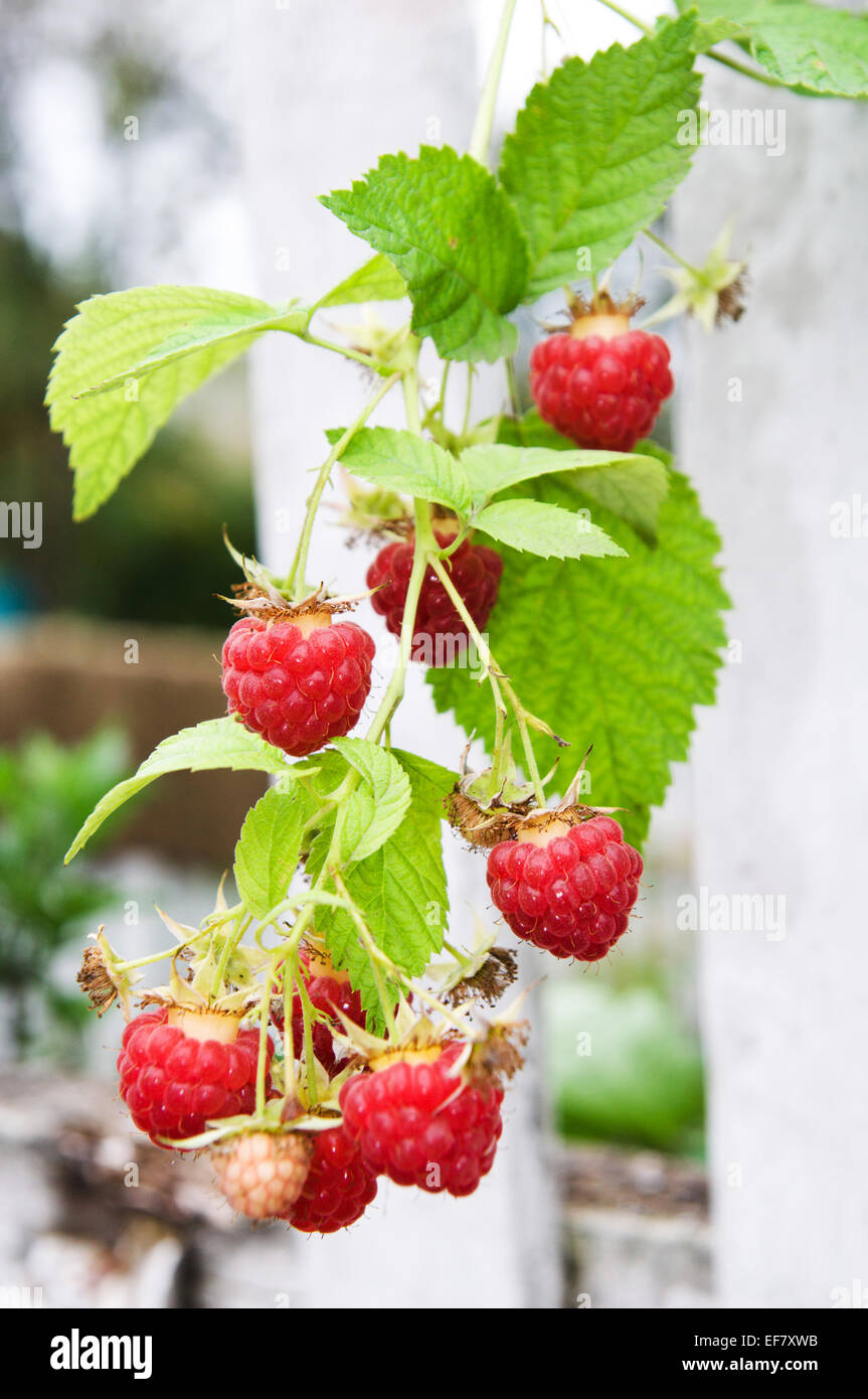 Raspberry plant fence hi-res stock photography and images - Alamy