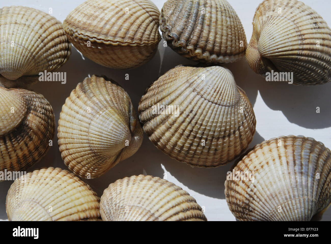 Cockles from the Dee Estuary, Wales Stock Photo - Alamy