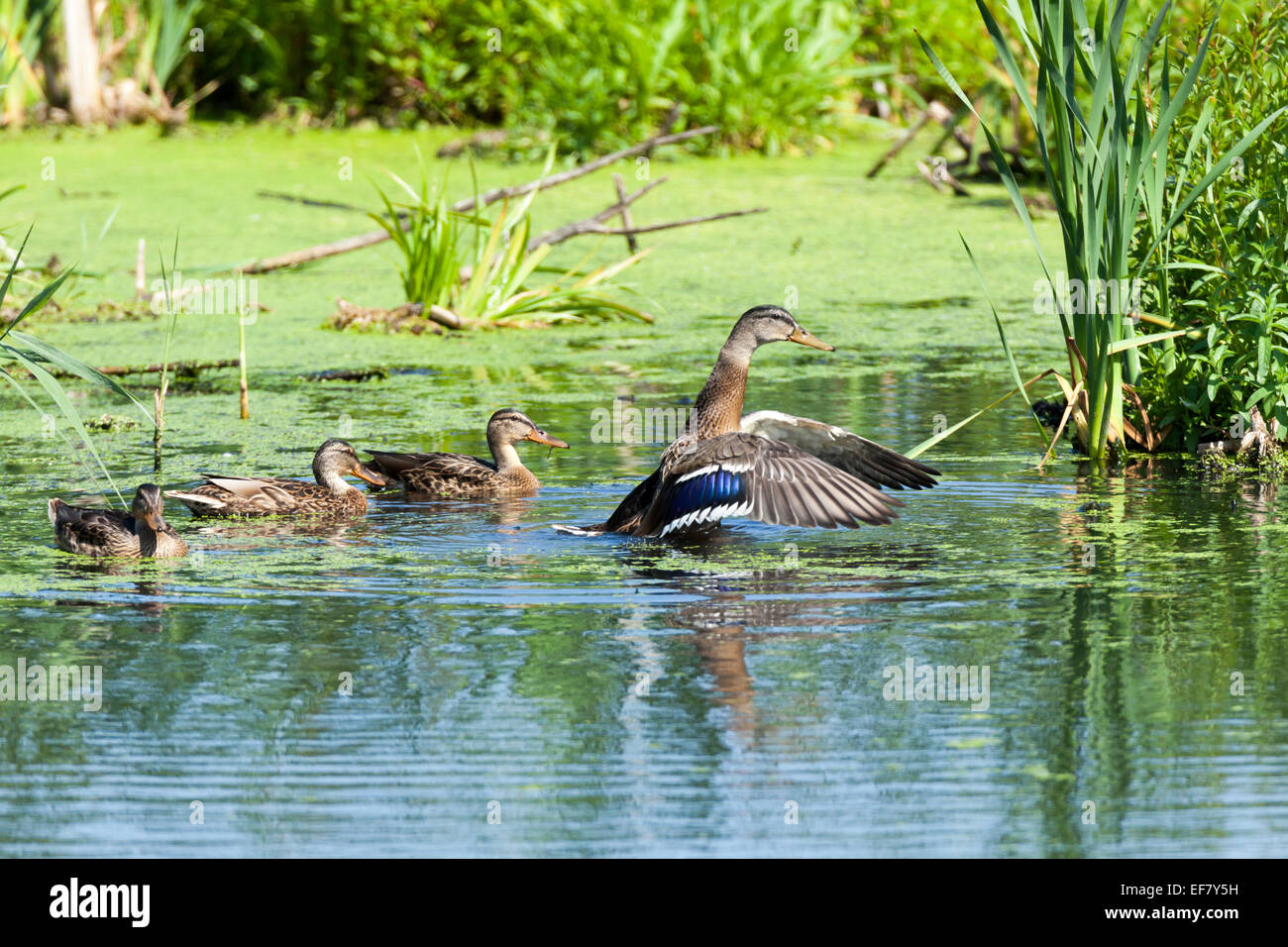 Mallard (Anas platyrhynchos).Wild bird in a natural habitat. Moscow ...