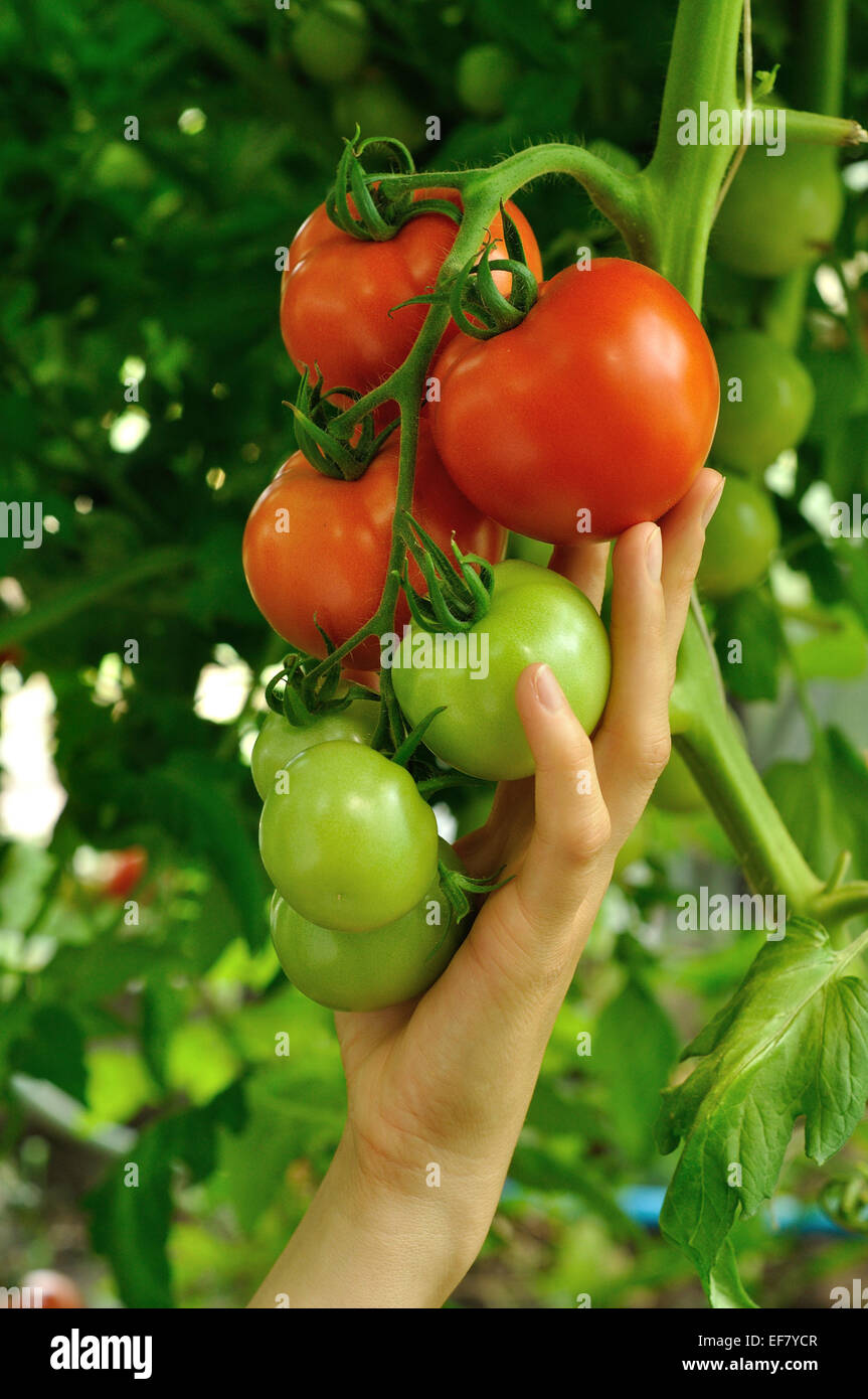 women's arm holding branch of red ripe and unripe tomatoes Stock Photo ...