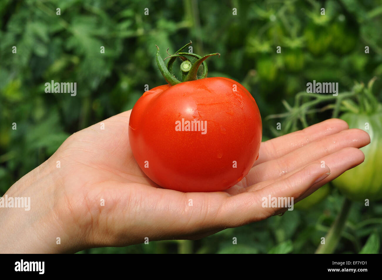 Heirloom Tomato In Hand