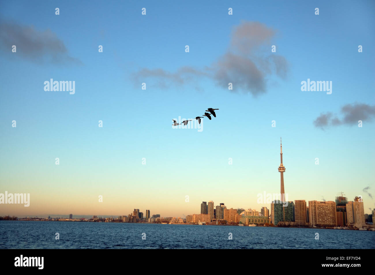 Five geese flying above morning Toronto Stock Photo - Alamy