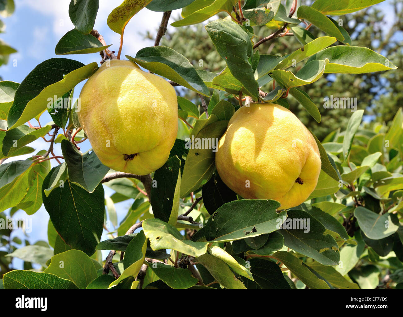 Quince ripe on tree hi-res stock photography and images - Alamy