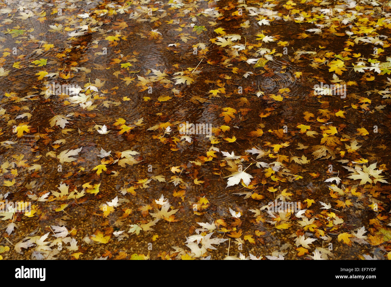 Yellow maple leaves in a puddle Stock Photo - Alamy