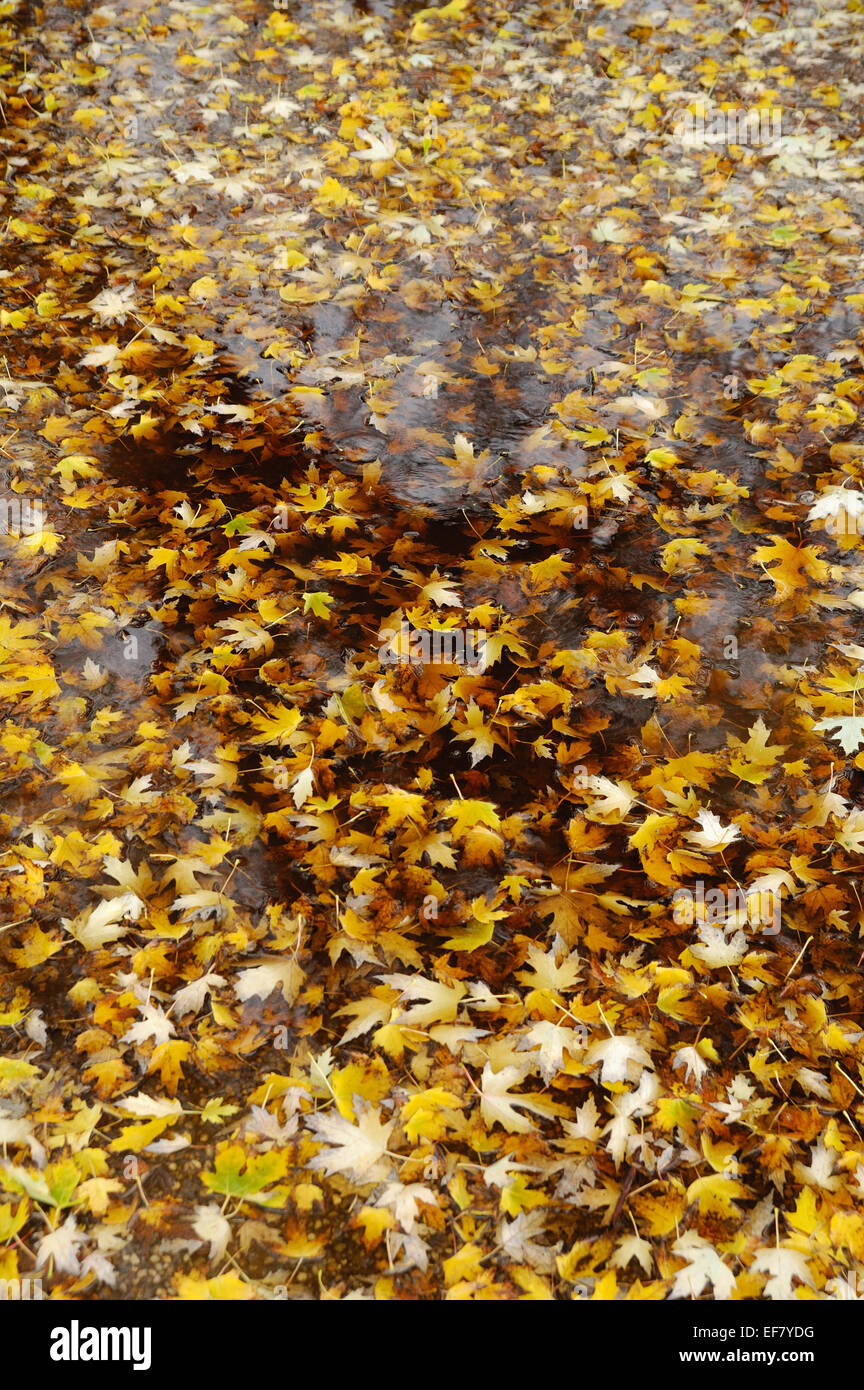 Yellow maple leaves in a puddle Stock Photo - Alamy