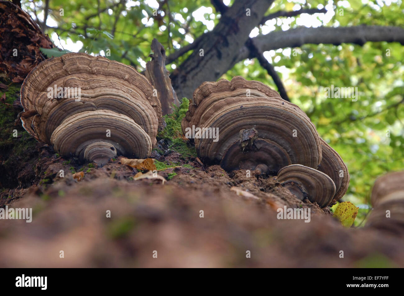 fungi on a tree Stock Photo - Alamy