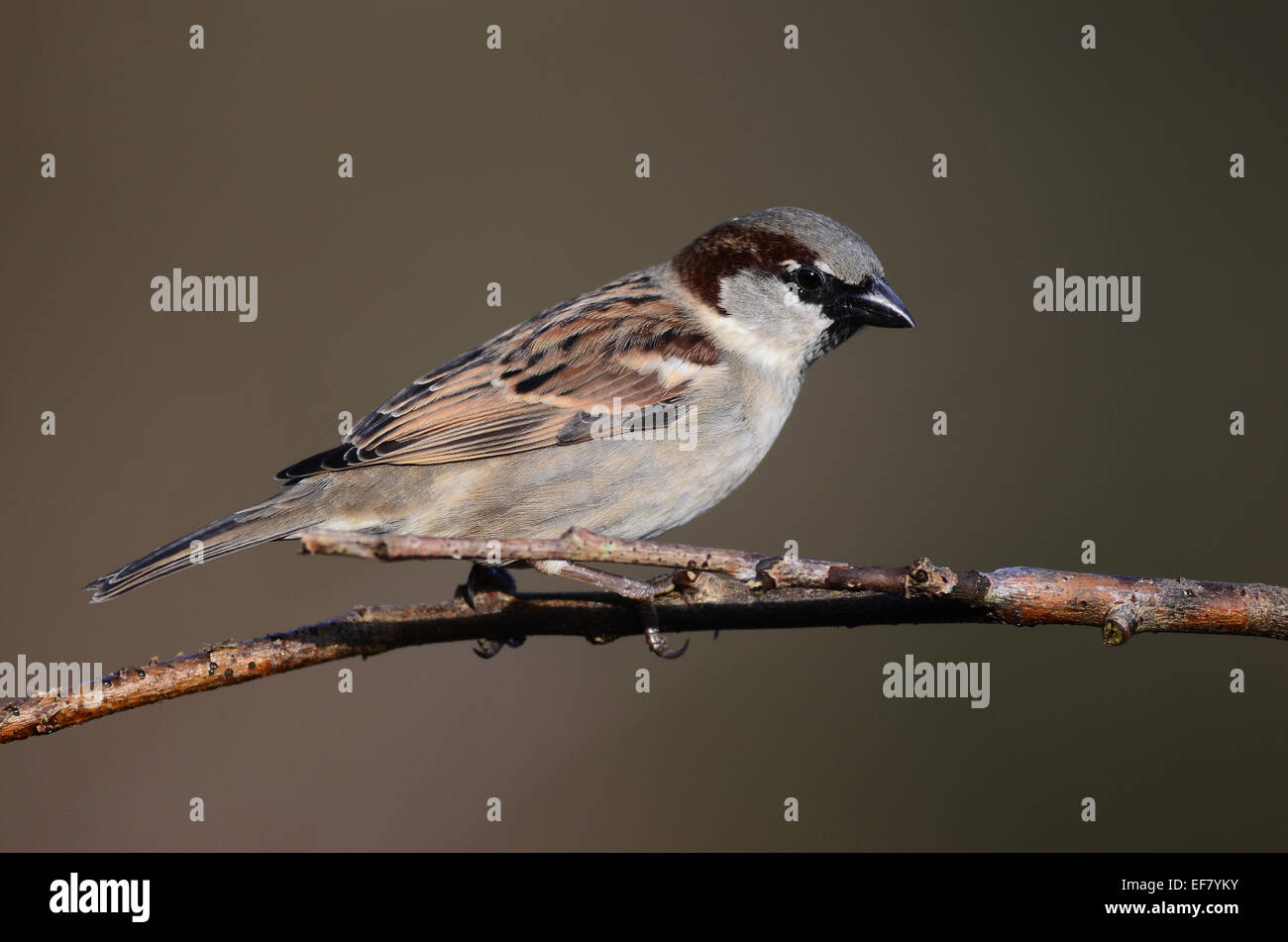 Single sparrow hi-res stock photography and images - Alamy