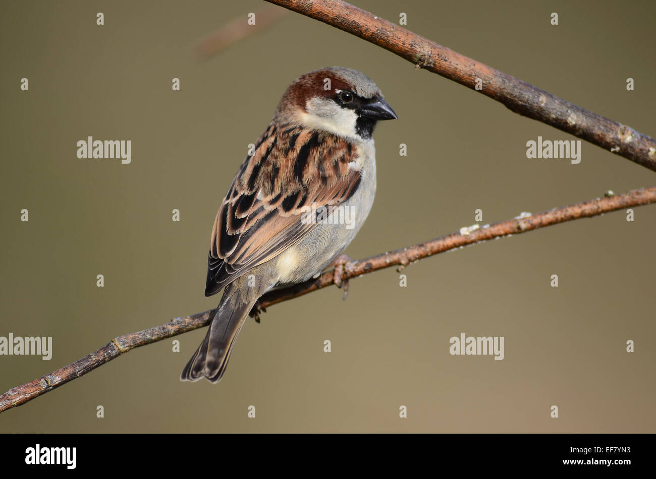 Dead sparrow uk hi-res stock photography and images - Alamy