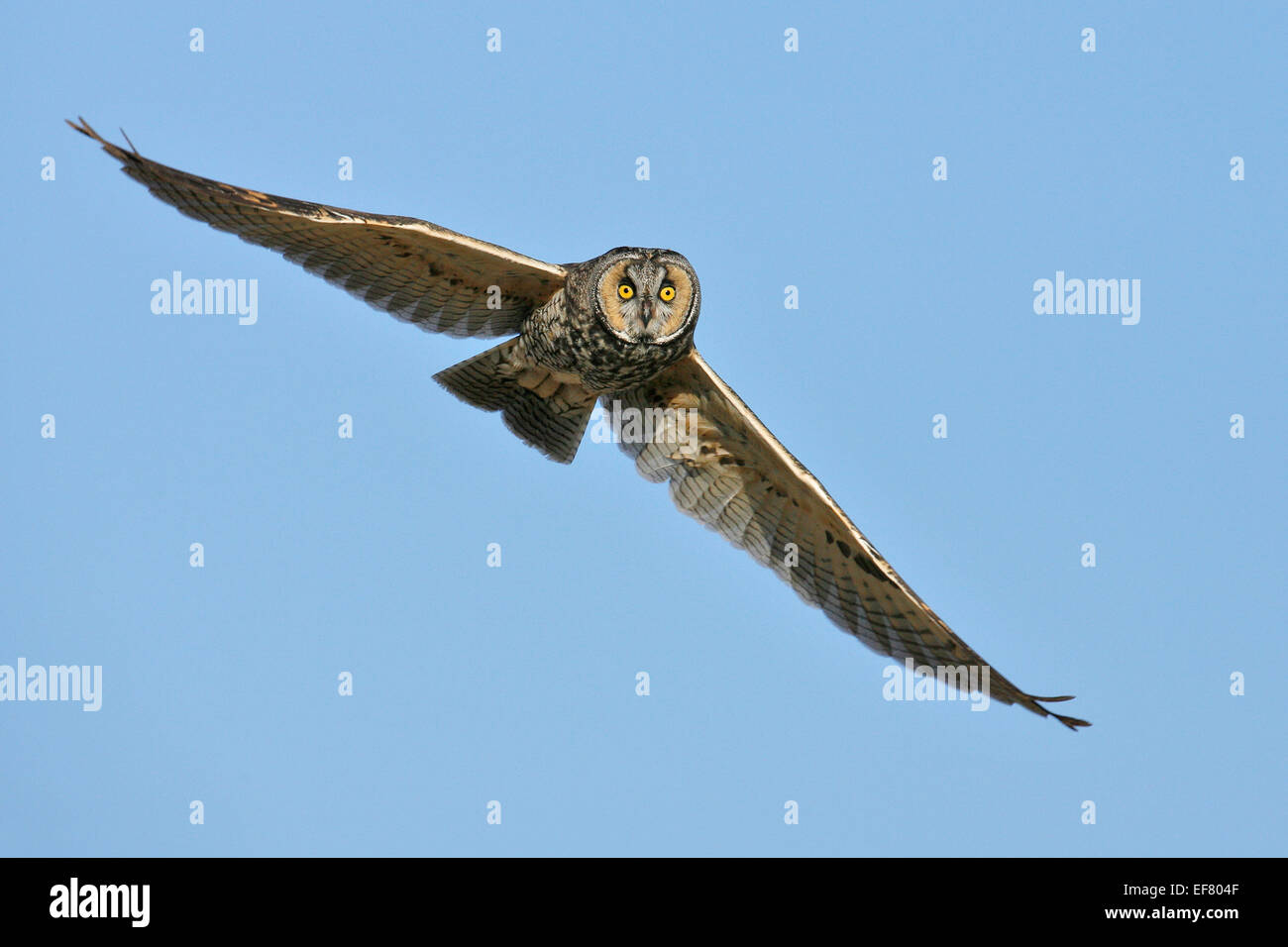 Long eared owl flight hi-res stock photography and images - Alamy