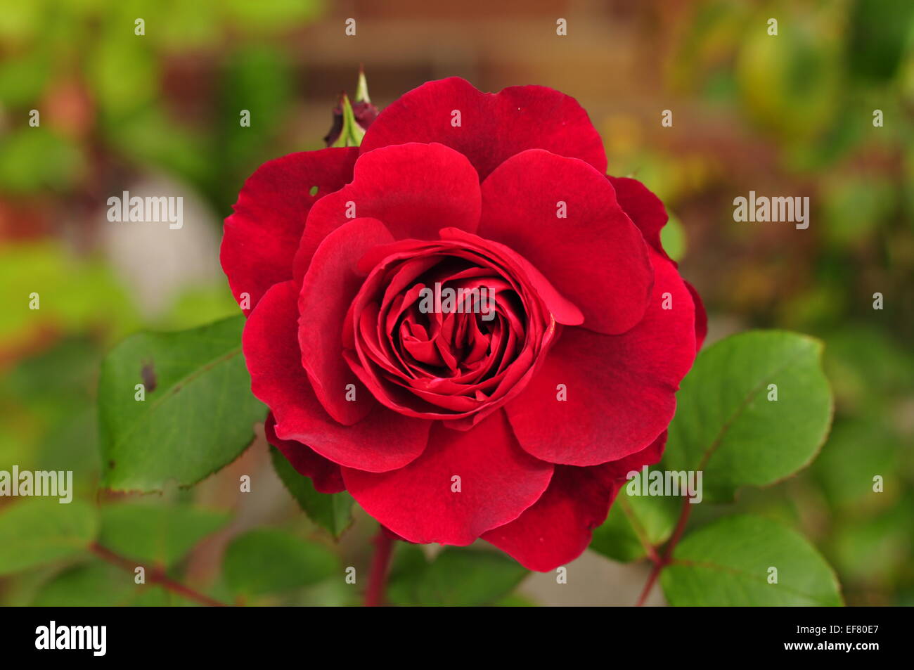 Profile Picture of a Rose Stock Photo - Alamy