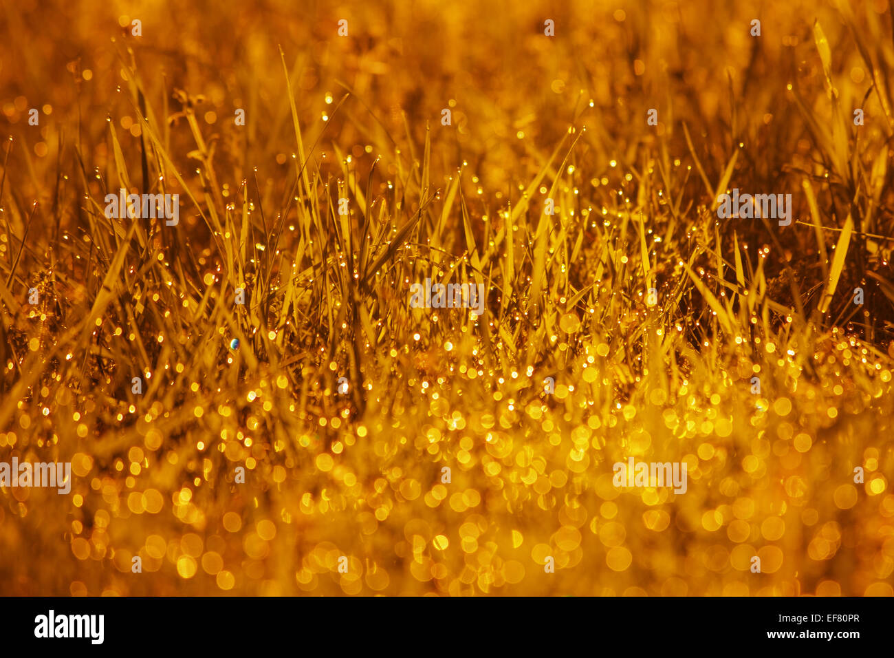 Morning dew on fall grass hi-res stock photography and images - Alamy