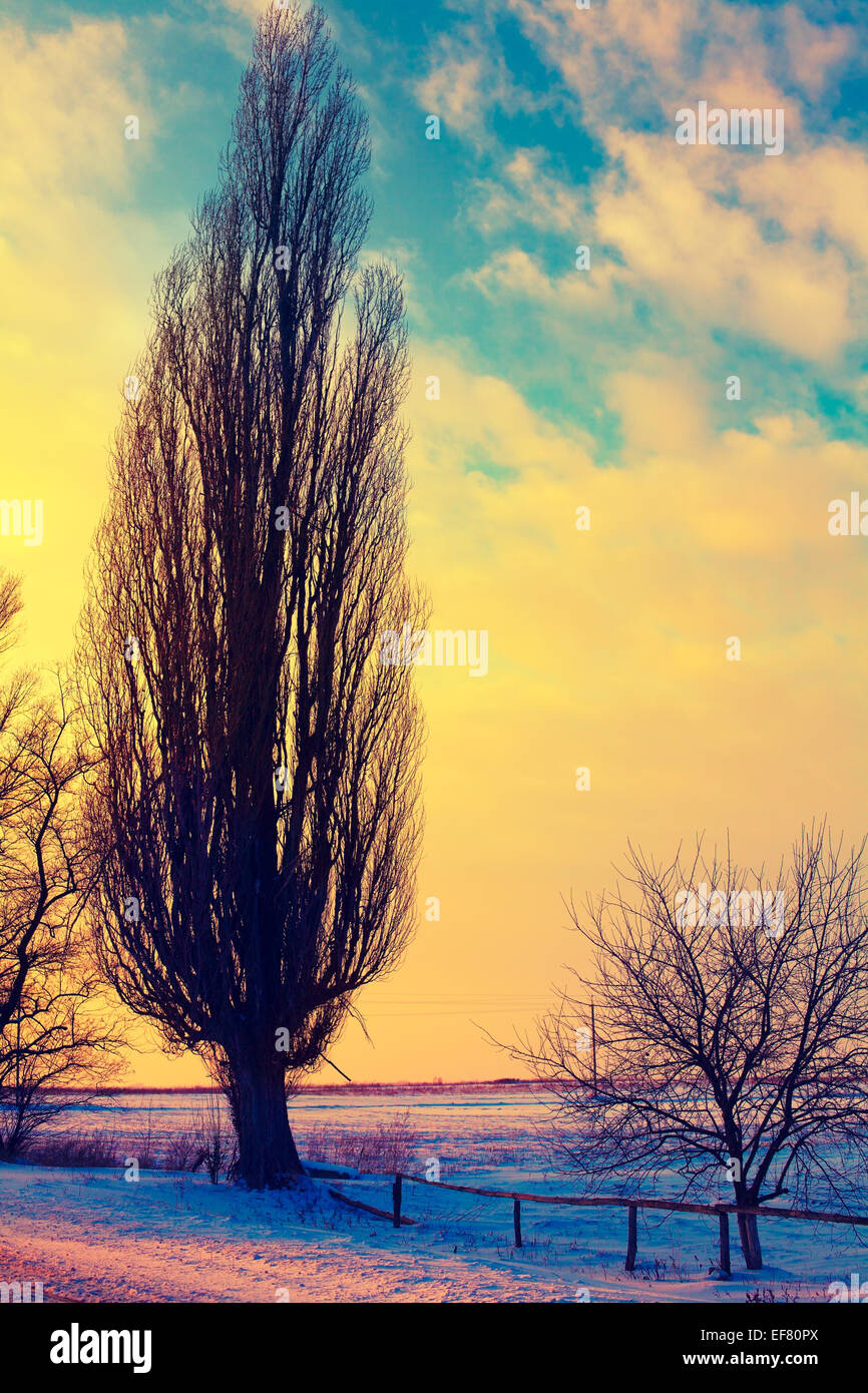 Winter poplar tree against sunset sky Stock Photo - Alamy