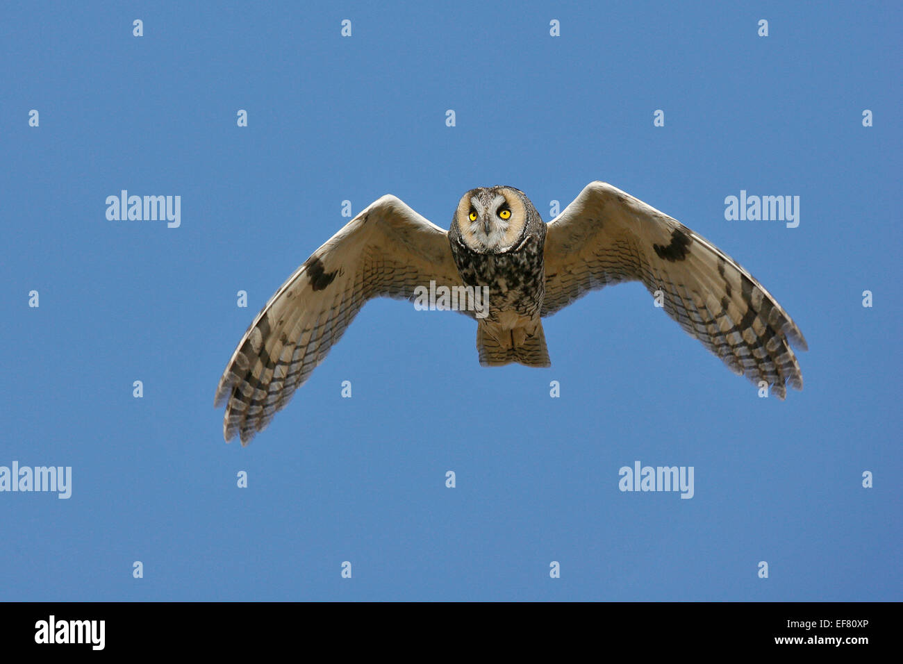 Long eared owl flight hi-res stock photography and images - Alamy
