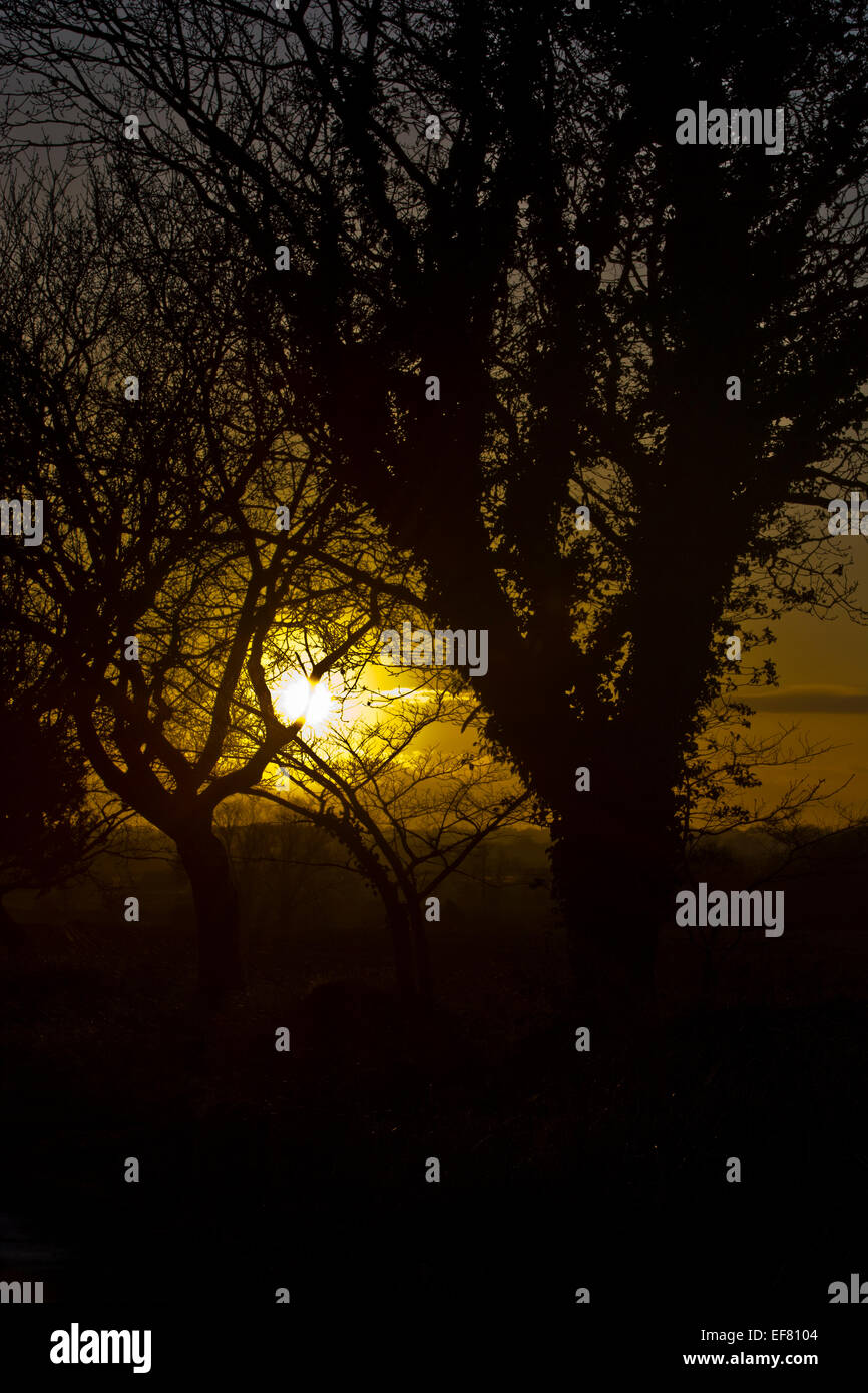 sunset through trees hedgerow Stock Photo - Alamy