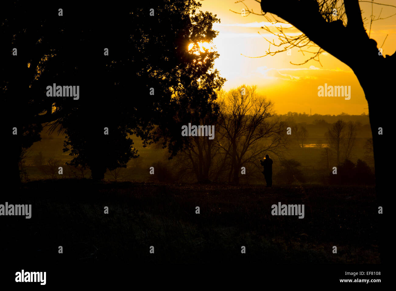 sunset trees Norfolk man birdwatcher figure Buckenham Stock Photo - Alamy