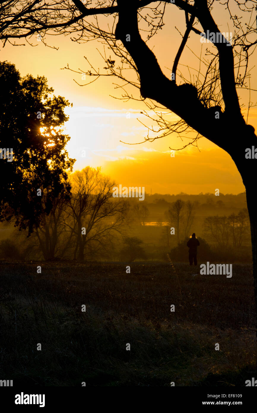 sunset trees Norfolk man birdwatcher figure Buckenham Stock Photo - Alamy
