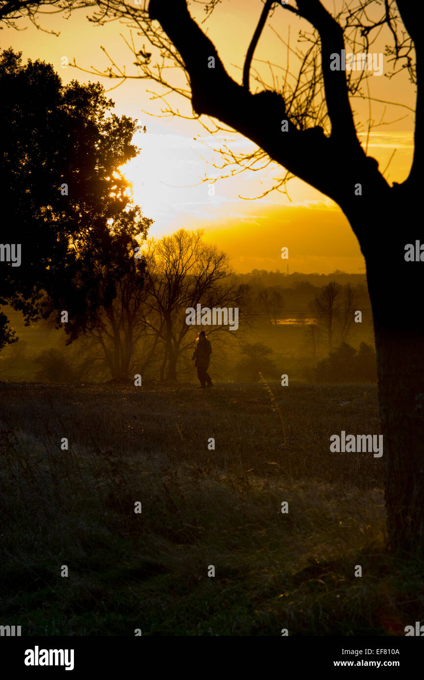 sunset trees Norfolk man birdwatcher figure Buckenham Stock Photo - Alamy