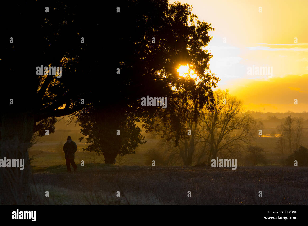 sunset trees Norfolk man birdwatcher figure Buckenham Norfolk England ...