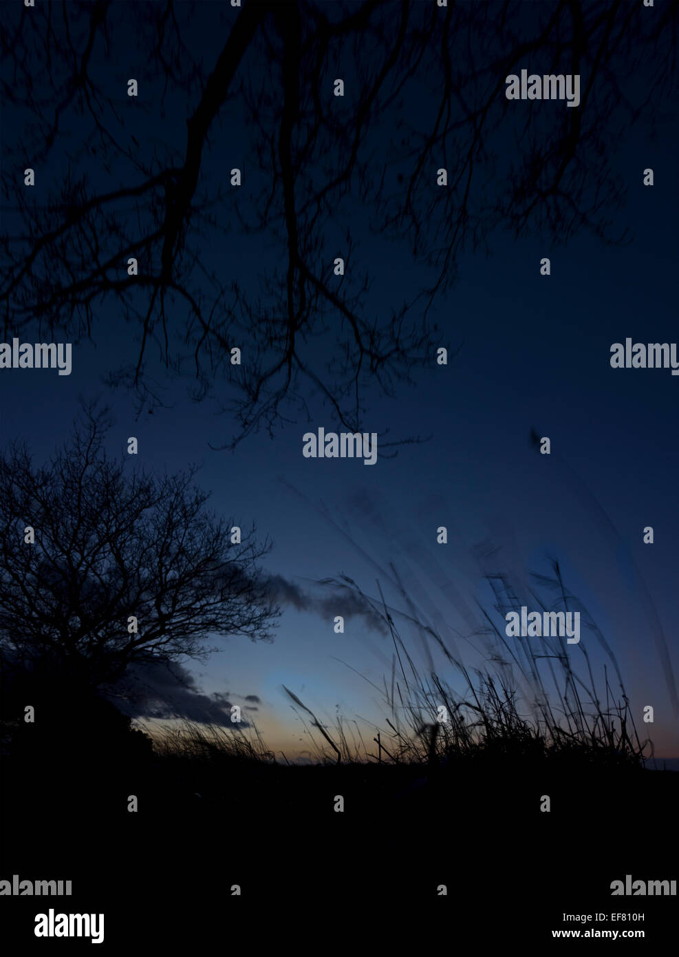 Night sky with trees hi-res stock photography and images - Alamy