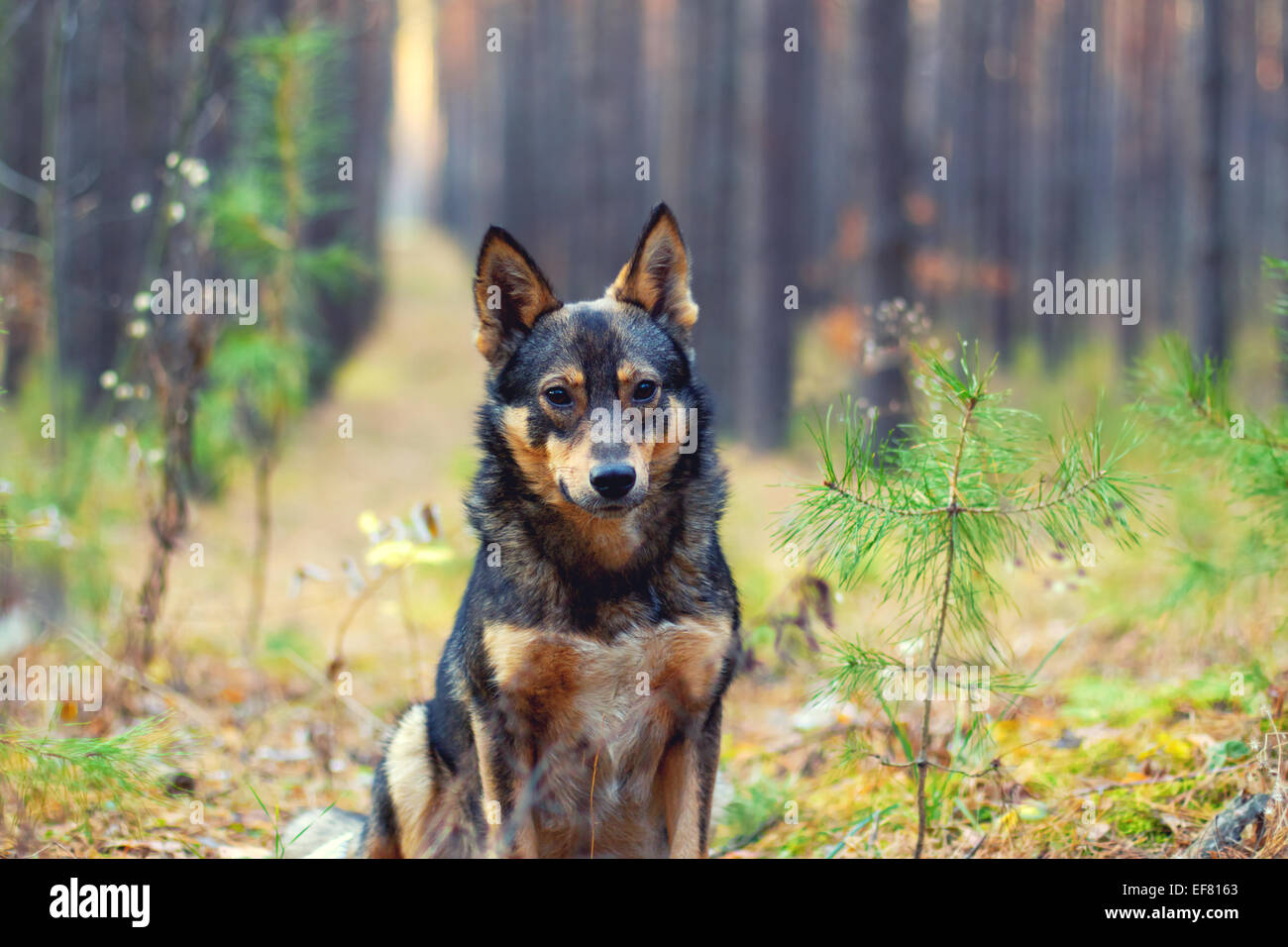 Dog walking in the forest Stock Photo - Alamy