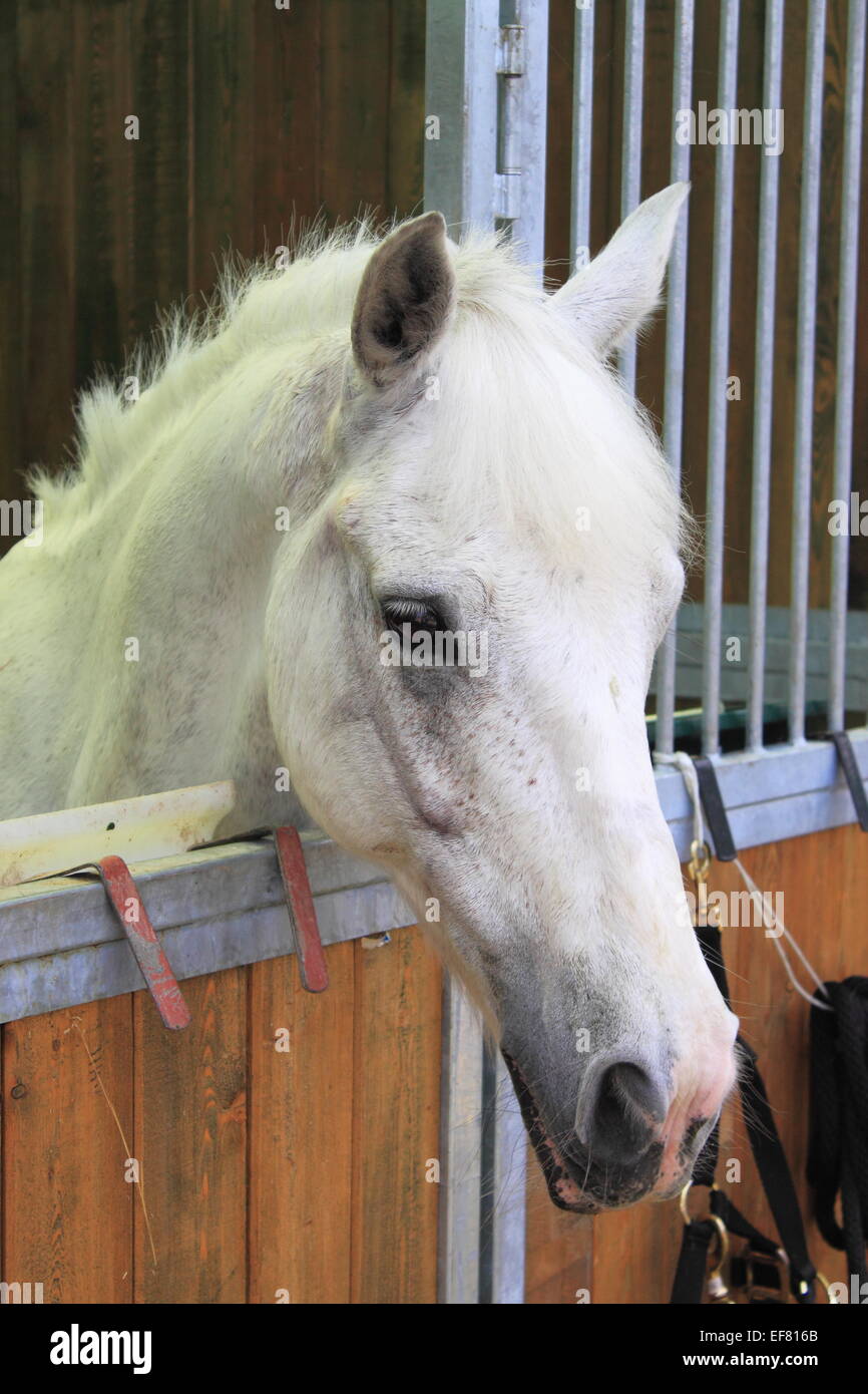 Portrait of a white arabian horse in stable Stock Photo - Alamy