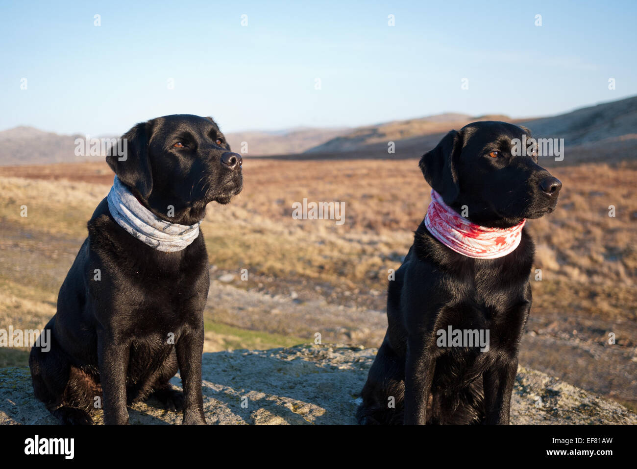 Two black Labrador dogs focusing on a target Stock Photo - Alamy
