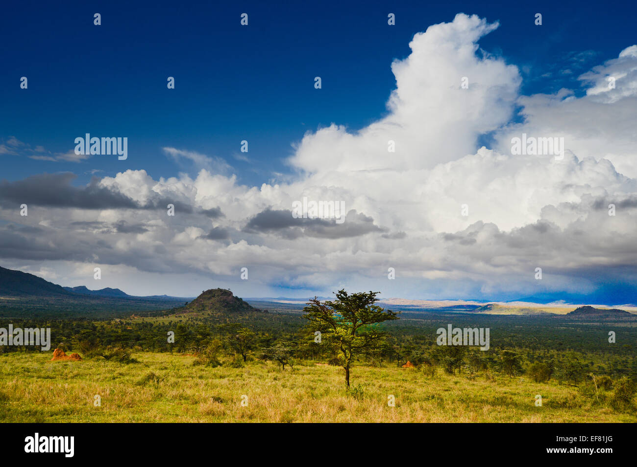 Laikipia plateau kenya hi-res stock photography and images - Alamy