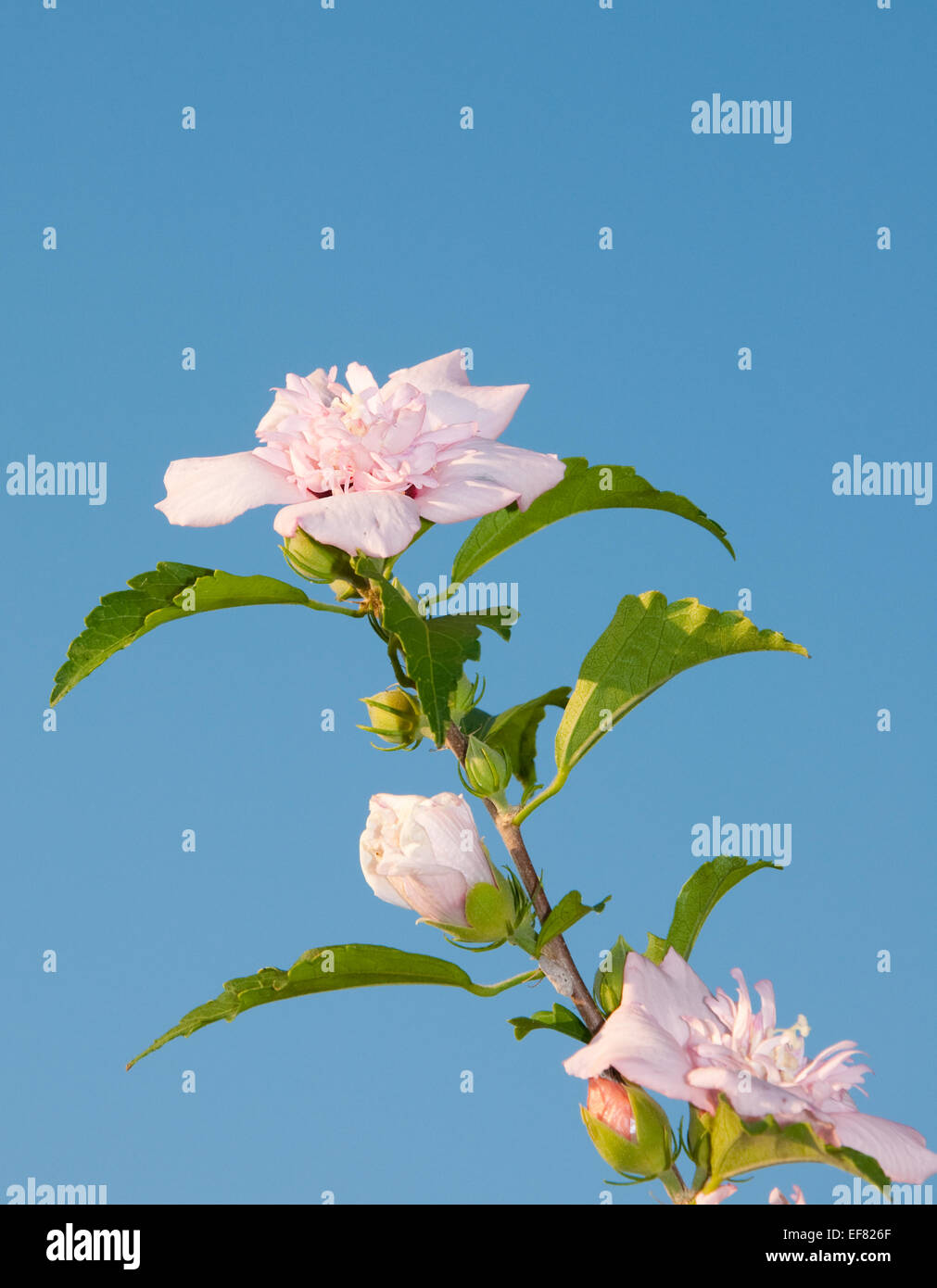 Althea High Resolution Stock Photography and Images - Alamy