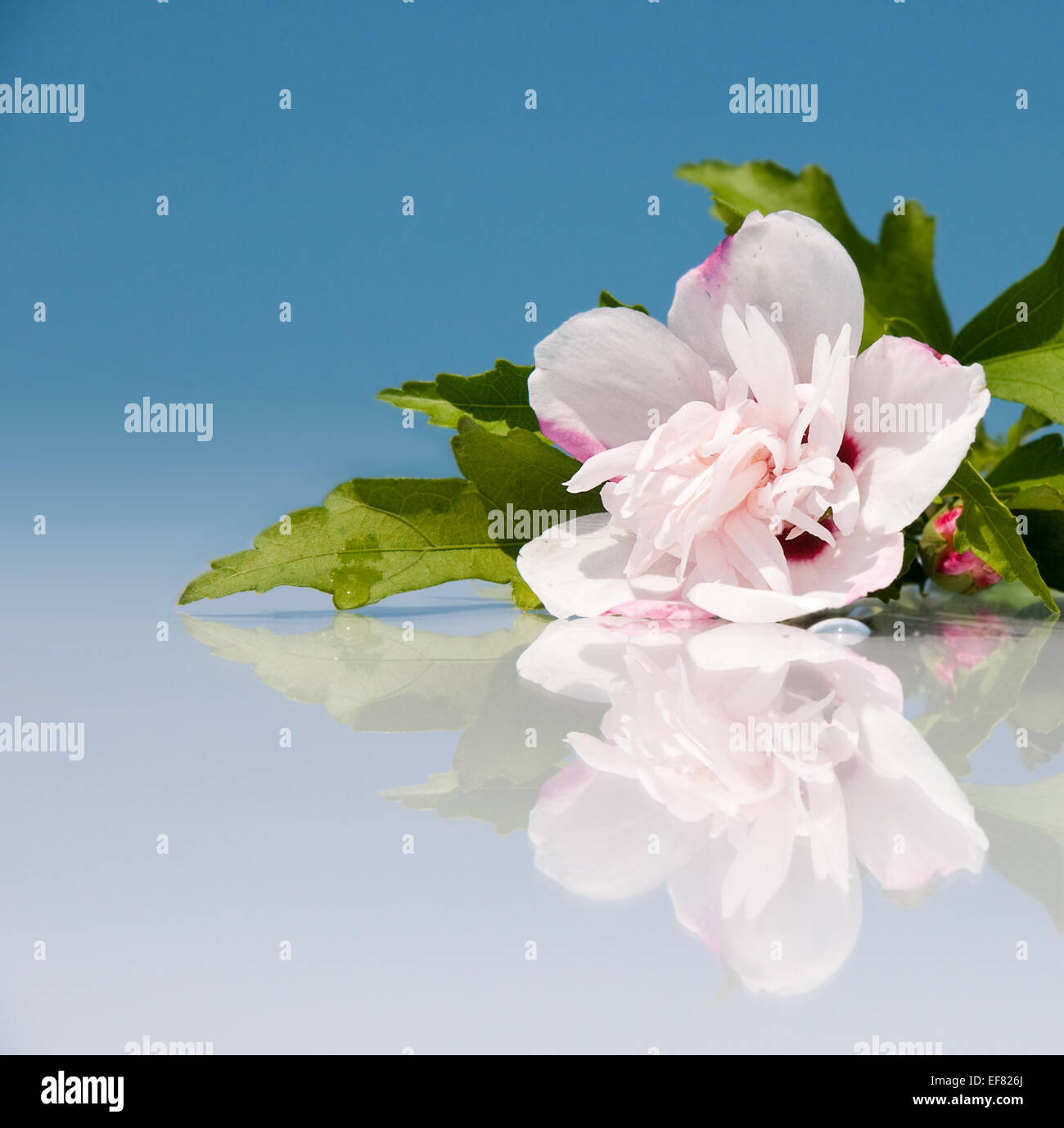 Beautiful light pink Althea flower with reflection against blue sky ...