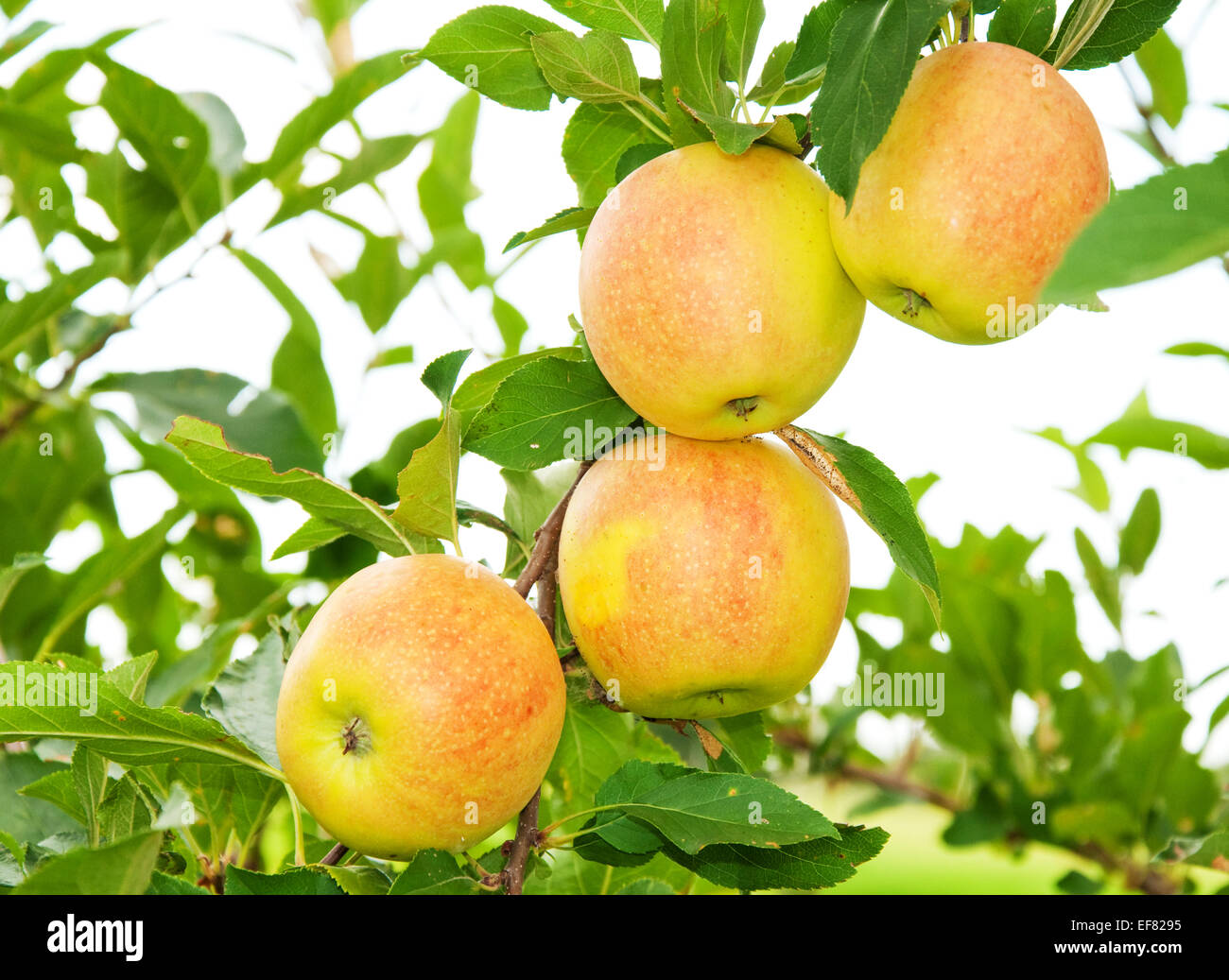 Four apples ripening in a tree Stock Photo - Alamy